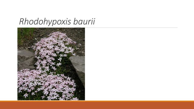 Alpine plant examples | PPTX