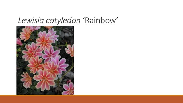 Alpine plant examples | PPTX