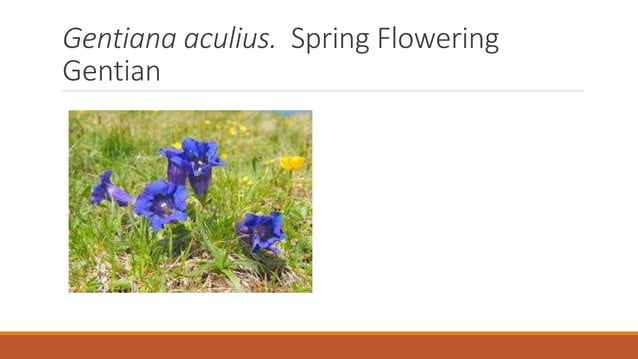 Alpine plant examples | PPTX