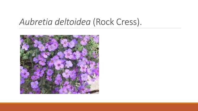 Alpine plant examples | PPTX