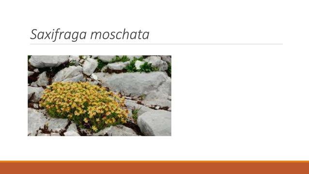 Alpine plant examples | PPTX