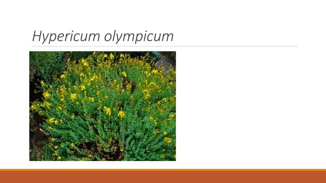 Alpine plant examples | PPTX