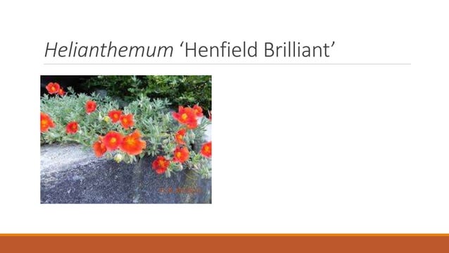 Alpine plant examples | PPTX