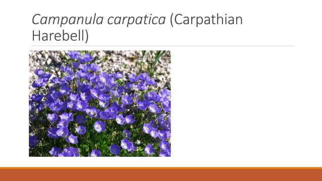 Alpine plant examples | PPTX