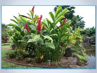 Alpinia | PPTX