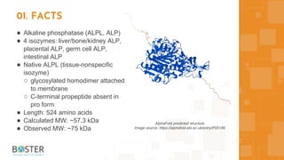 Learn ALPL in 3 minutes | Alkaline Phosphatase, ALP, TNAP | PPTX