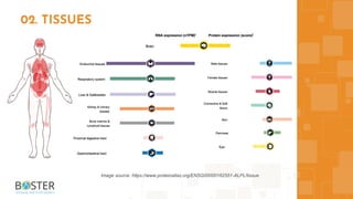 Learn ALPL in 3 minutes | Alkaline Phosphatase, ALP, TNAP | PPTX ...