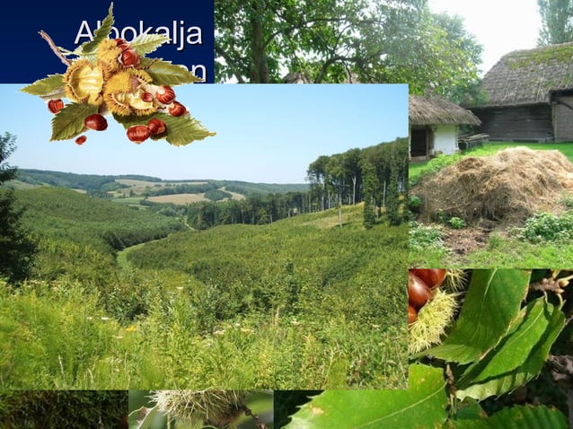 Alpokalja - 6. osztály | PPT