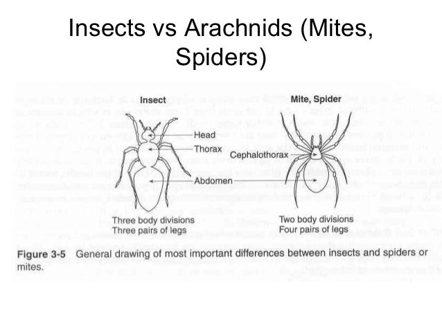 Insects Vs Spiders