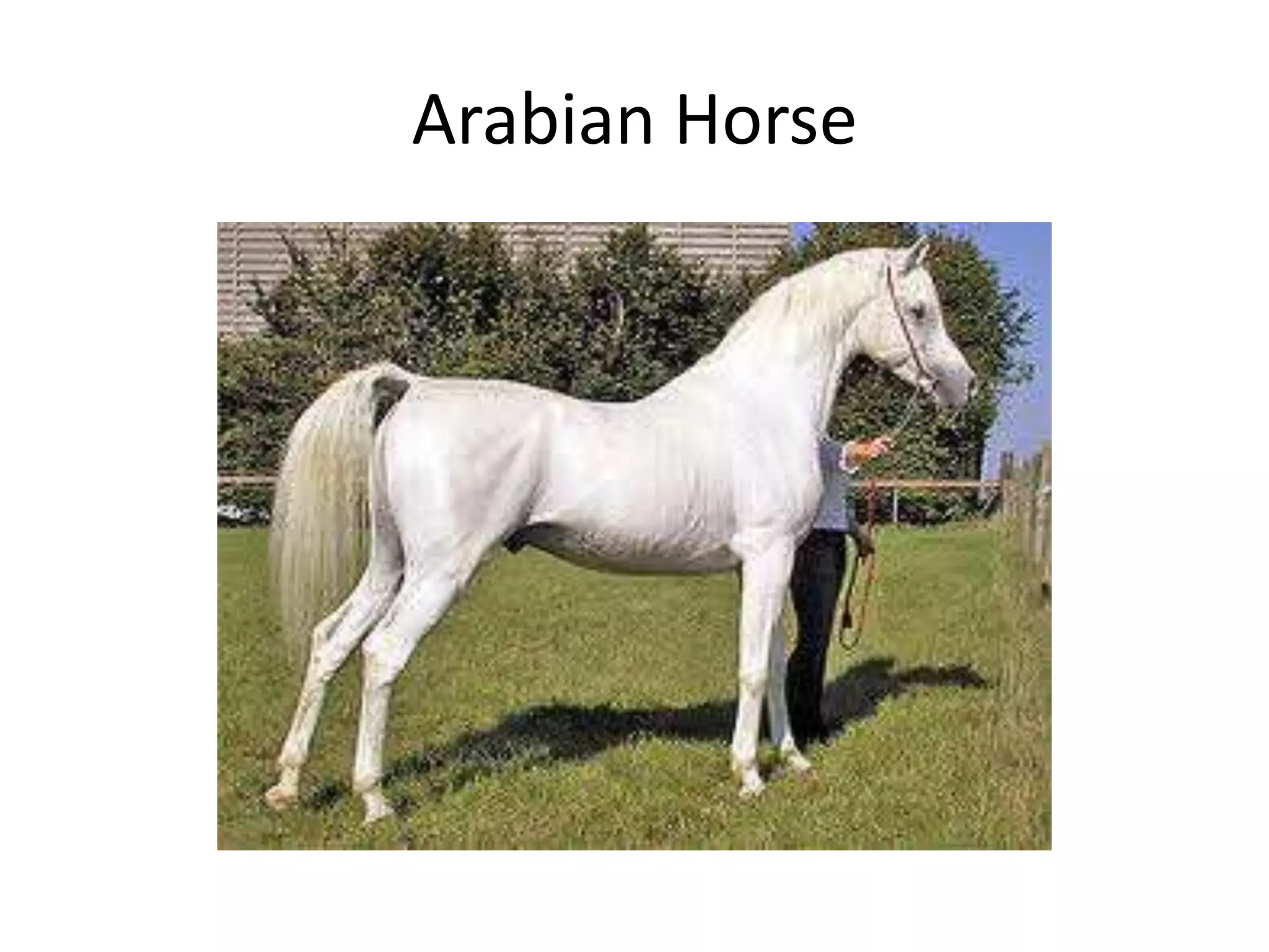 Alsado npractice | PPTX