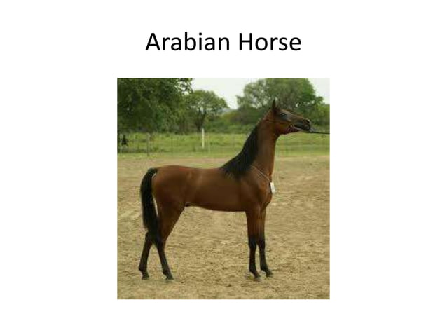 Alsado npractice | PPTX