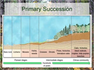 Ecological Succession Graph