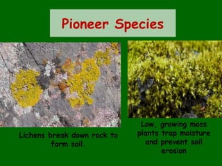 Primary Succession Lichen