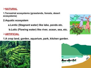 Examples Of Natural Ecosystems