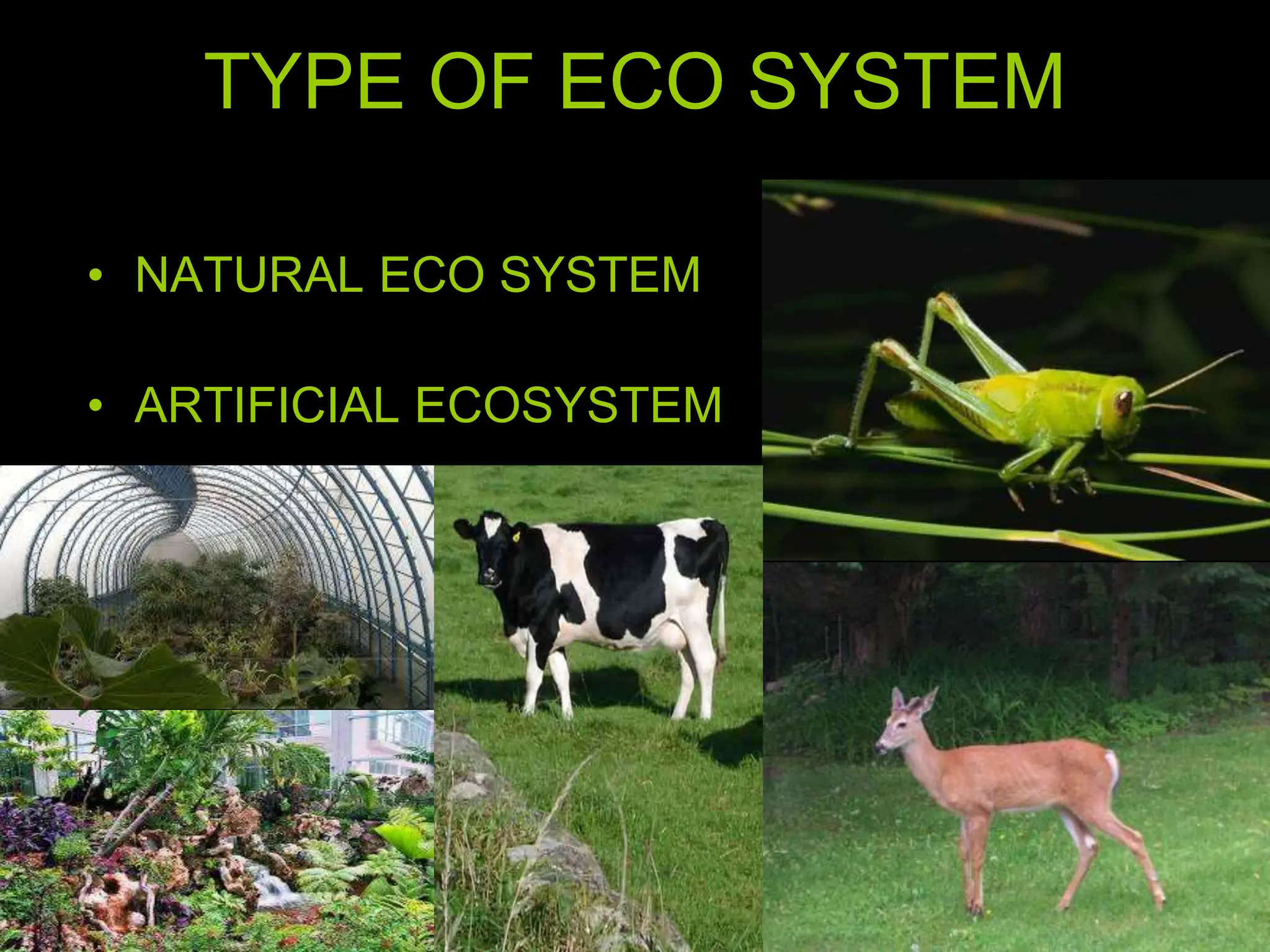ECOLOGICAL SYSTEM | PPT