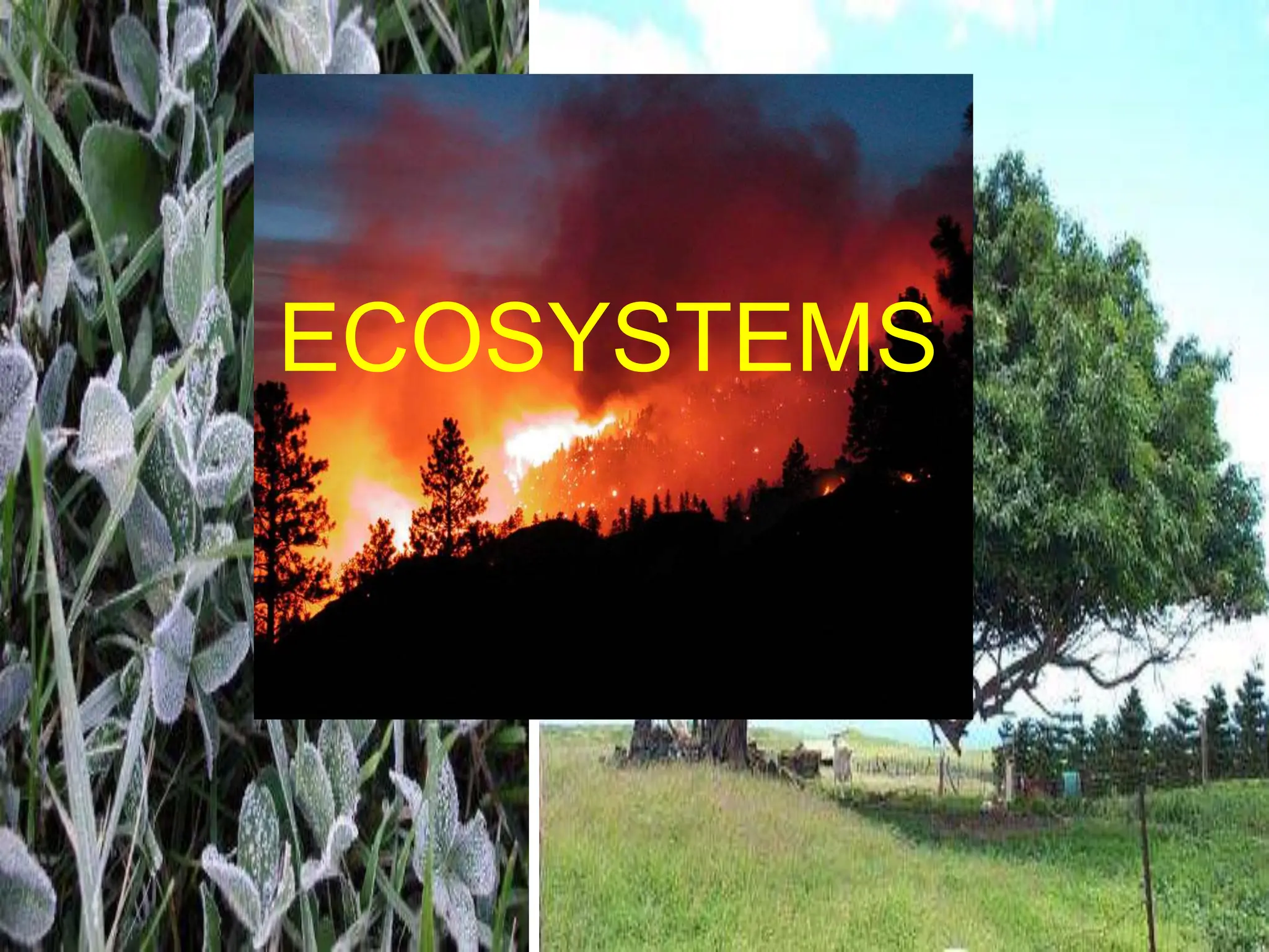 ECOLOGICAL SYSTEM | PPT