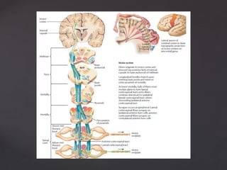 Als presentation | PPT
