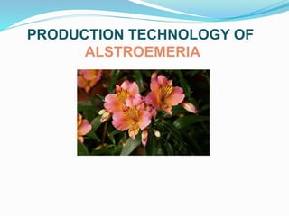 Alstroemeria | PPTX