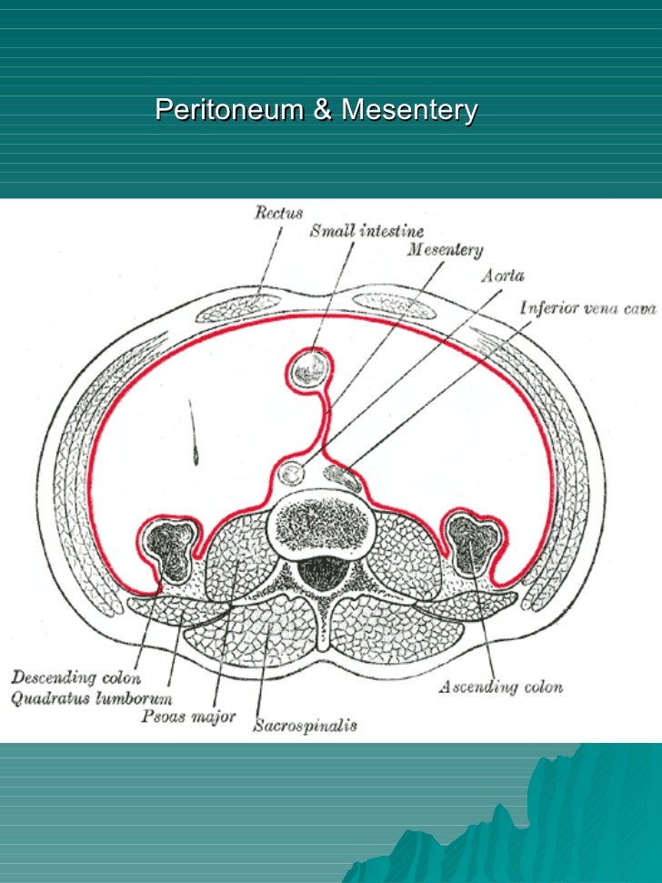 CR Terms, Anatomy and Procedures