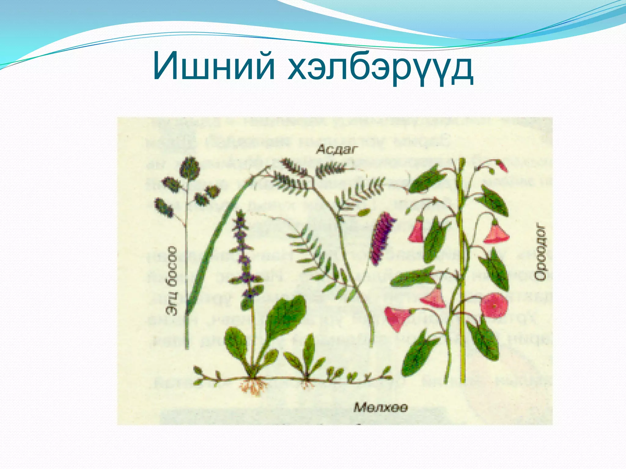 Altaa hicheel | PPTX