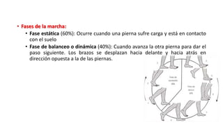 Alteración de la marcha en el Adulto Mayor - MC. MSc. Juan Rodrigo ...