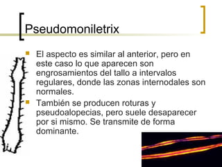 Alteraciones Estructurales Del Tallo Capilar | PPT