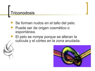 Alteraciones Estructurales Del Tallo Capilar | PPT
