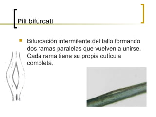 Alteraciones Estructurales Del Tallo Capilar | PPT
