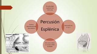 Matidez en la percusión abdominal normal y anormal | PPTX
