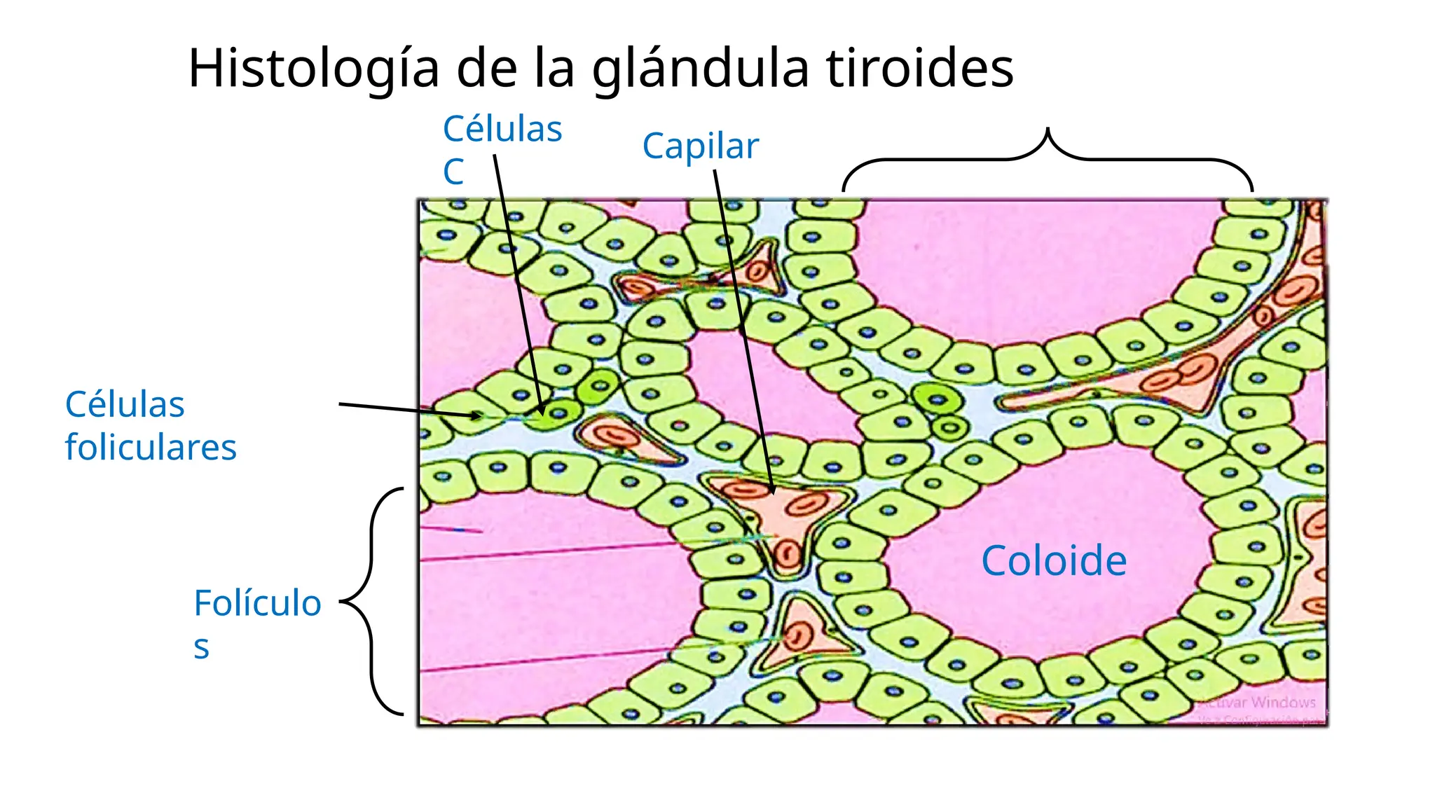 Fisiologia de la tiroides y su explicación.pptx
