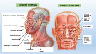 ALTERACIONES DEL COMPLEJO OROFACIAL EN NIÑOS CON PARALISIS CEREBRAL | PPTX