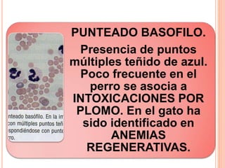Alteraciones de los eritrocitos | PPTX