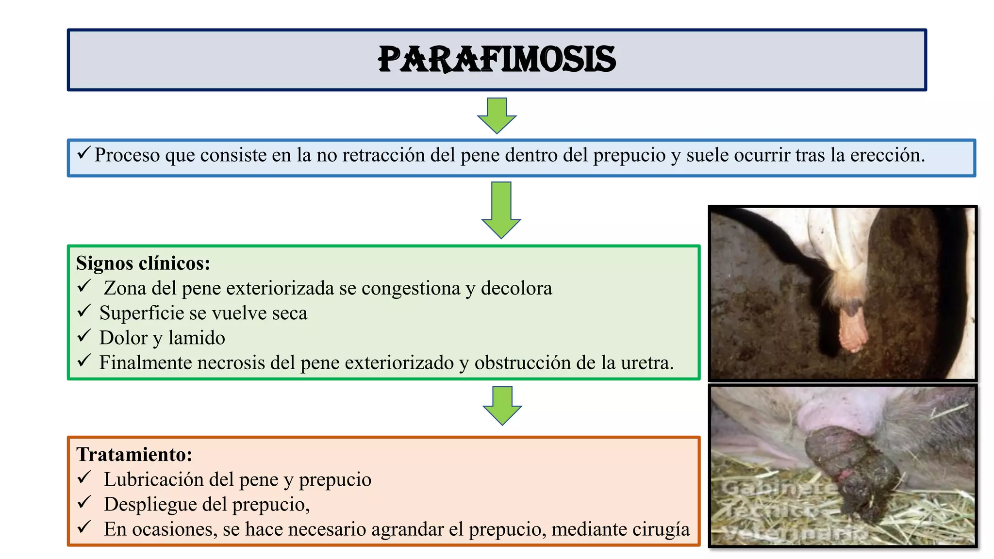 Alteraciones del pene y prepucio #13 | PPT