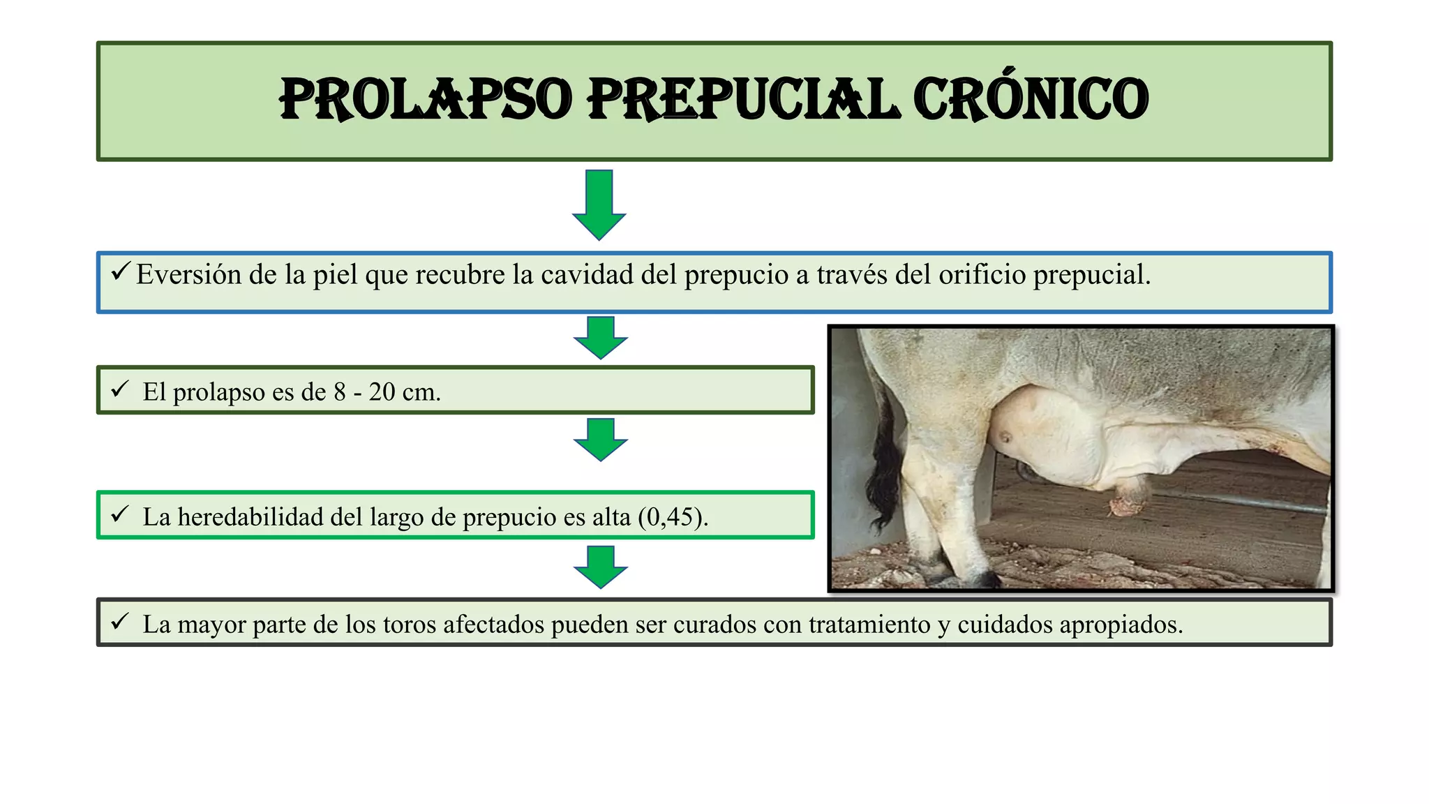 Alteraciones del pene y prepucio #13 | PDF