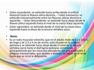 Alteraciones intestinales y rectales | PPTX