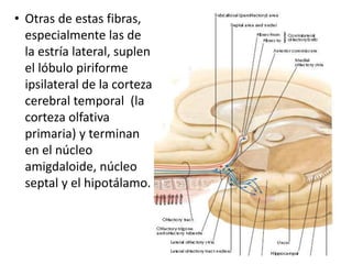 Alteraciones nervios craneales | PPTX