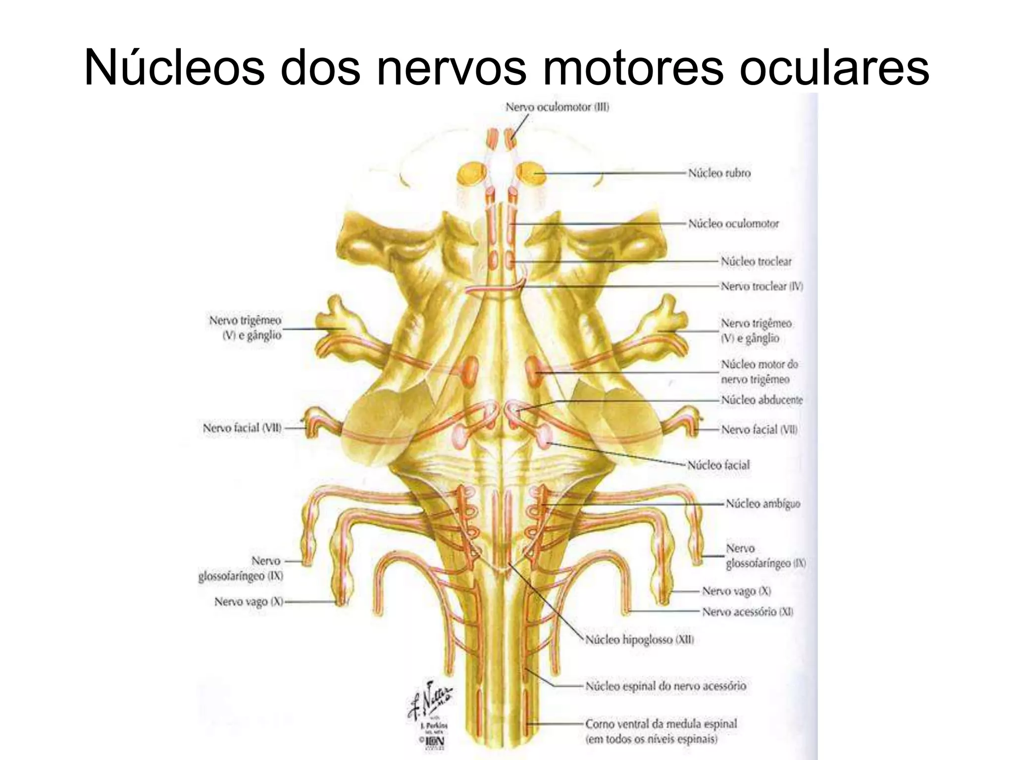 Alteração visual e sintomas correlatos | PPT