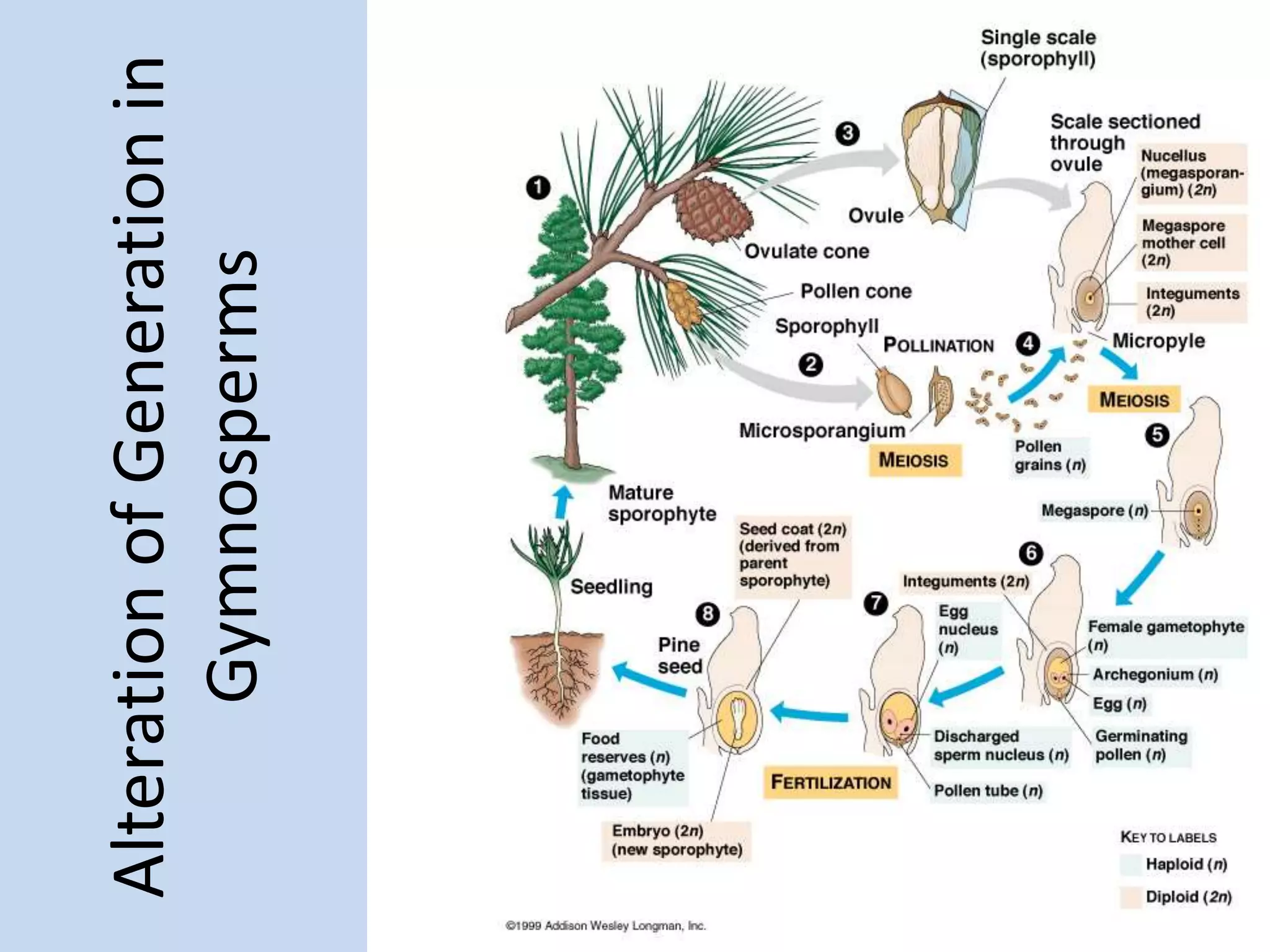 ALTERATION OF GENERATIONS IN ARCHEGONIATES.pptx