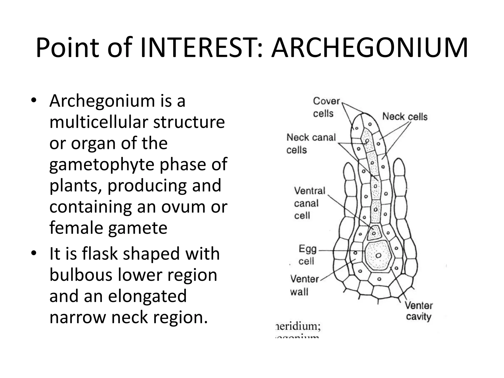 ALTERATION OF GENERATIONS IN ARCHEGONIATES.pptx