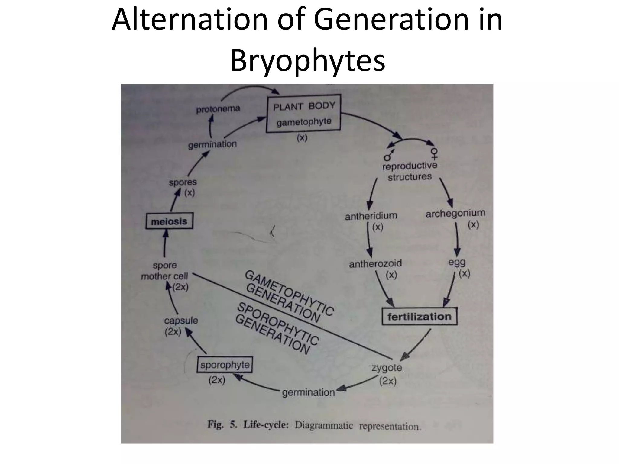ALTERATION OF GENERATIONS IN ARCHEGONIATES.pptx