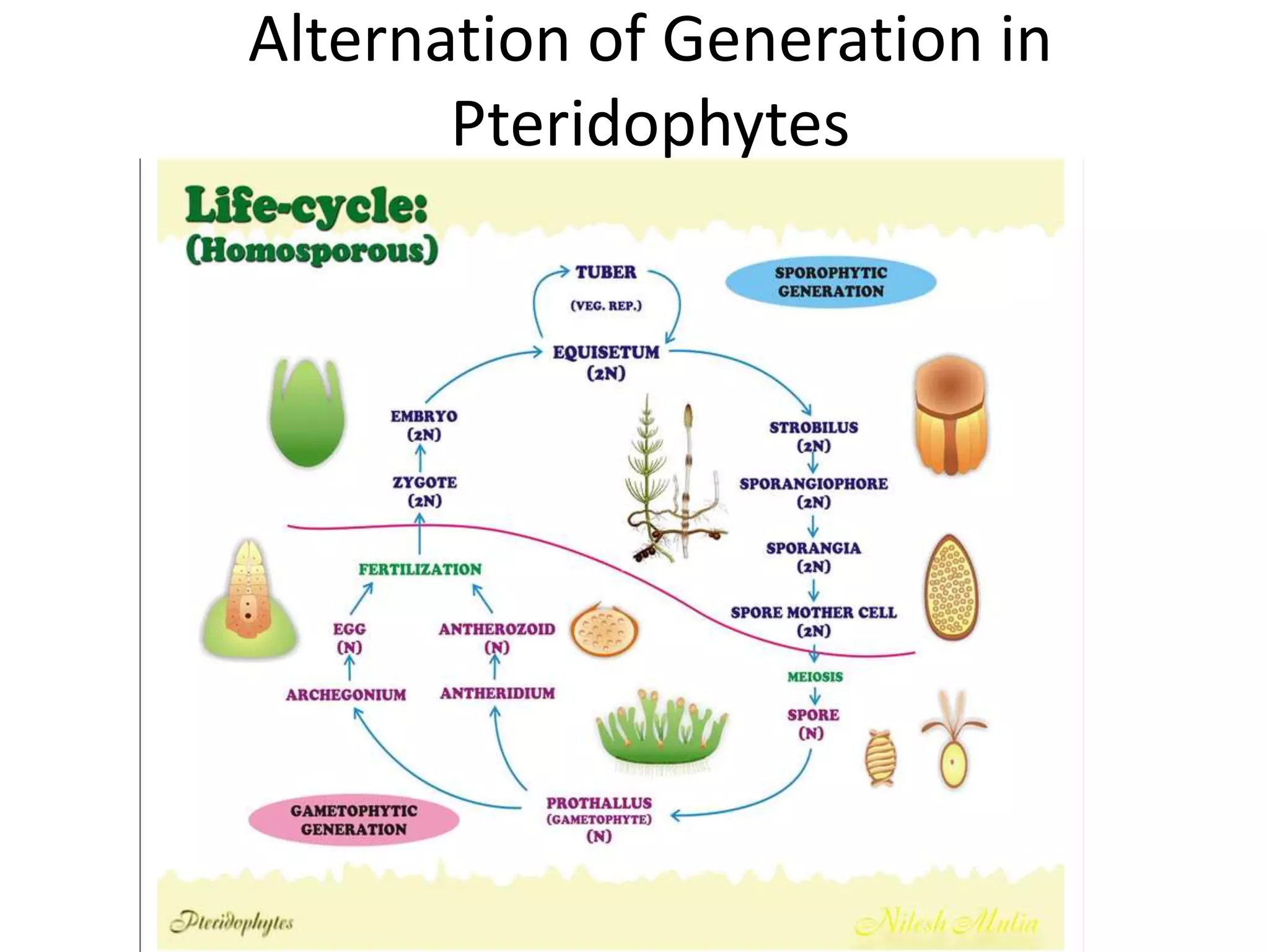 ALTERATION OF GENERATIONS IN ARCHEGONIATES.pptx