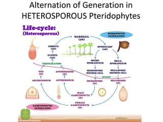 ALTERATION OF GENERATIONS IN ARCHEGONIATES.pptx