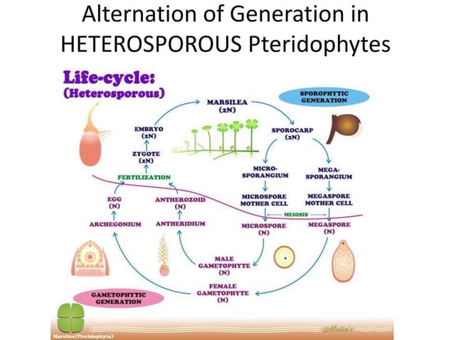 ALTERATION OF GENERATIONS IN ARCHEGONIATES.pptx
