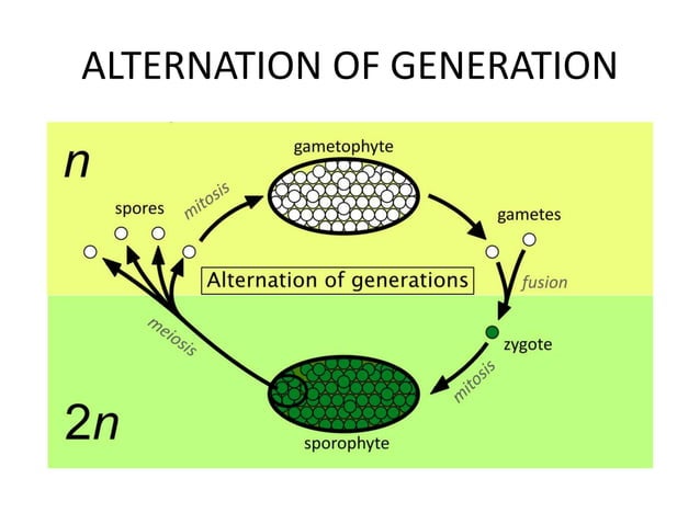 ALTERATION OF GENERATIONS IN ARCHEGONIATES.pptx