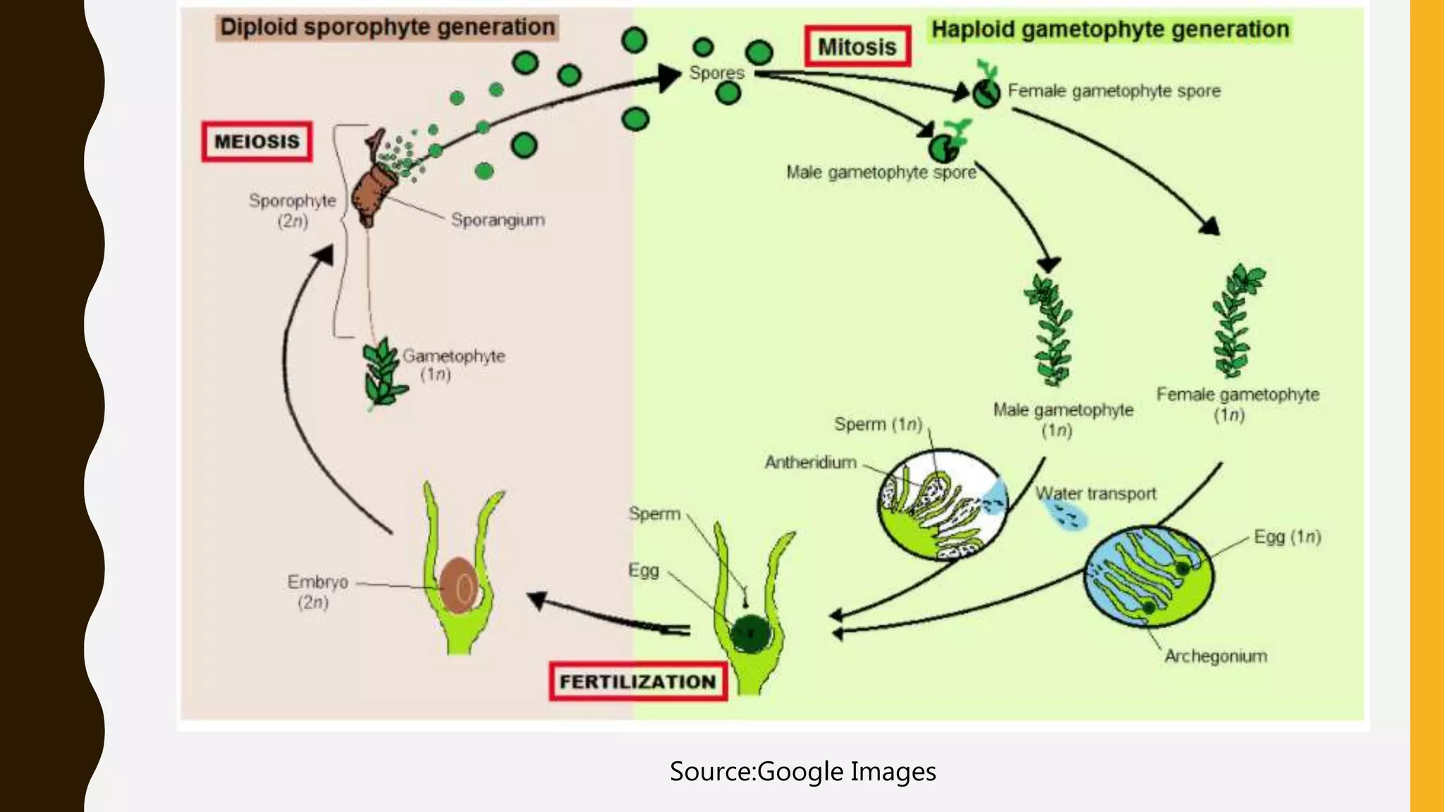 Alteration of generations in bryophytes | PPTX