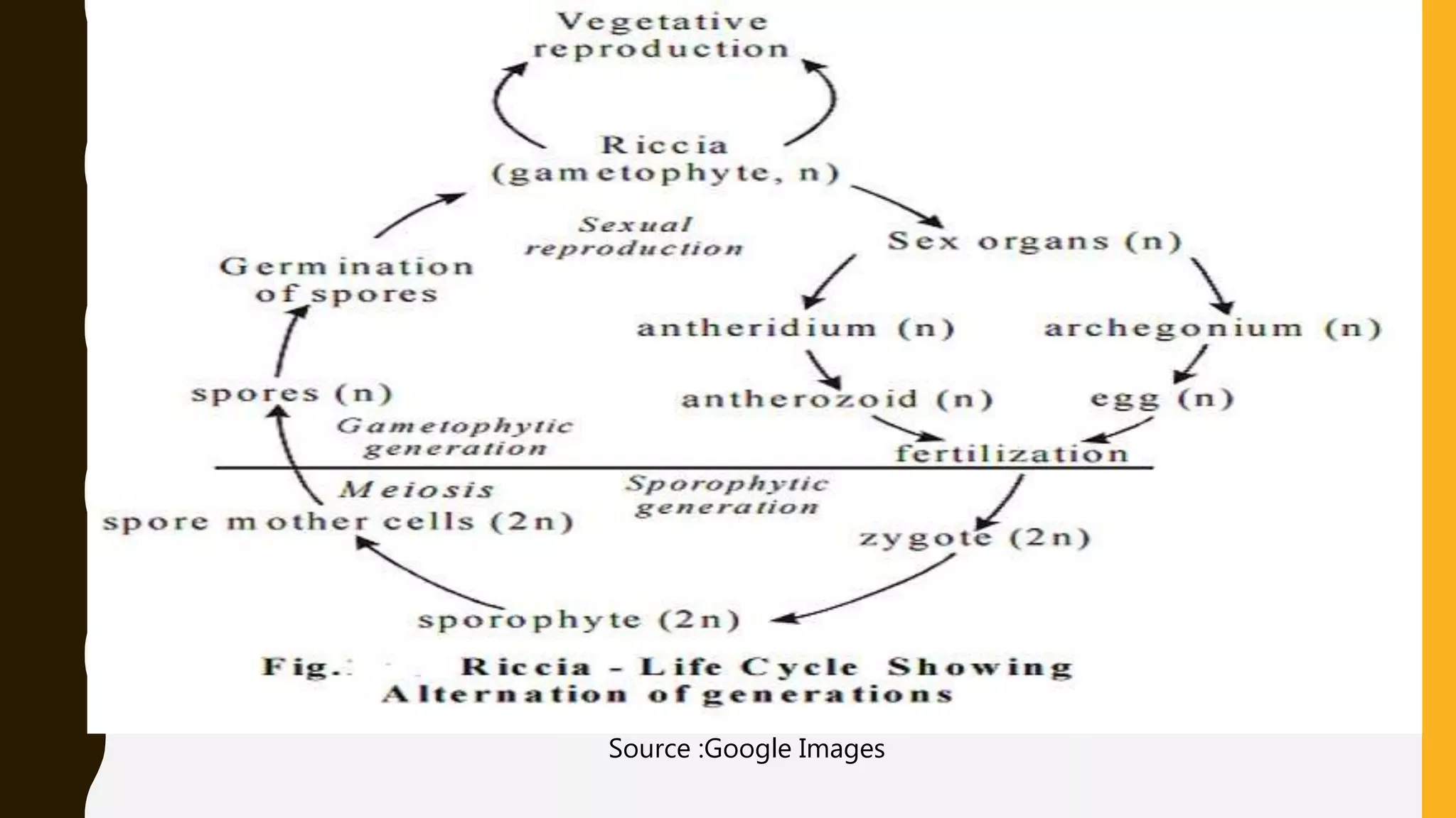 Alteration of generations in bryophytes | PPTX