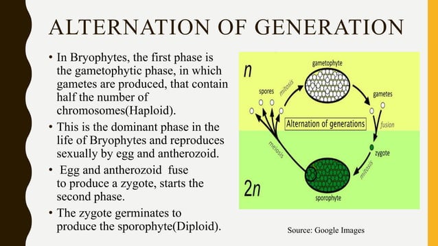 Alteration of generations in bryophytes | PPTX