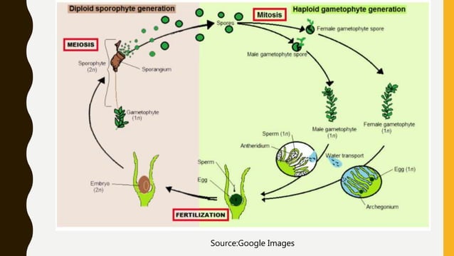 Alteration of generations in bryophytes