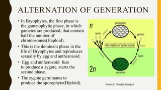 Alternation Of Generations Gymnosperms