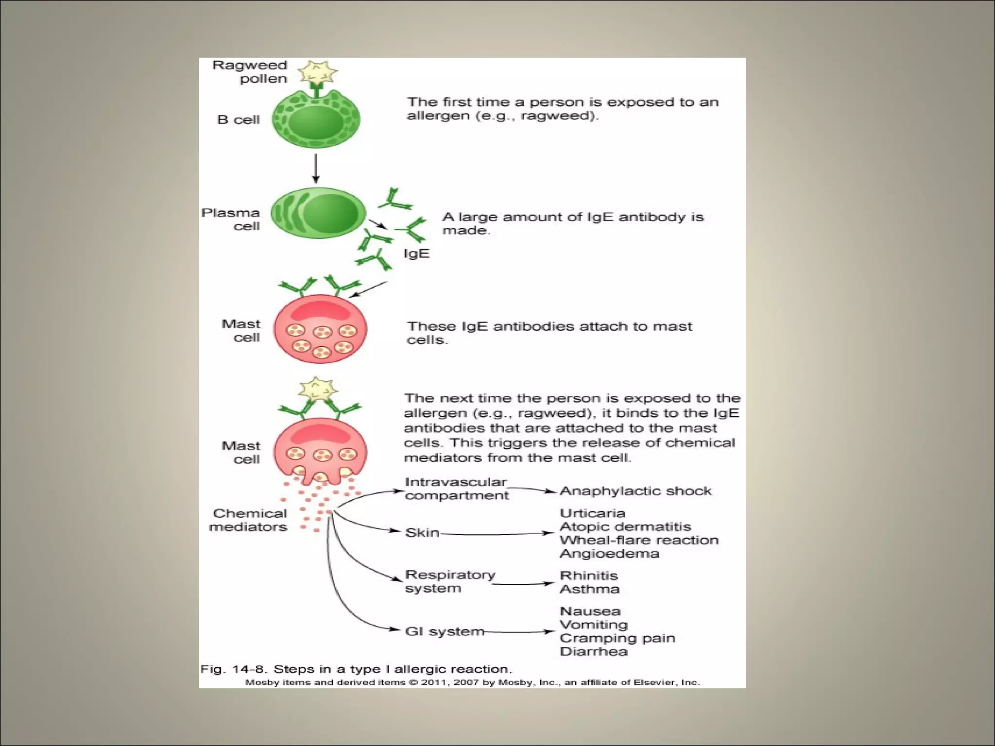 Altered immune part_1___2_student | PPT